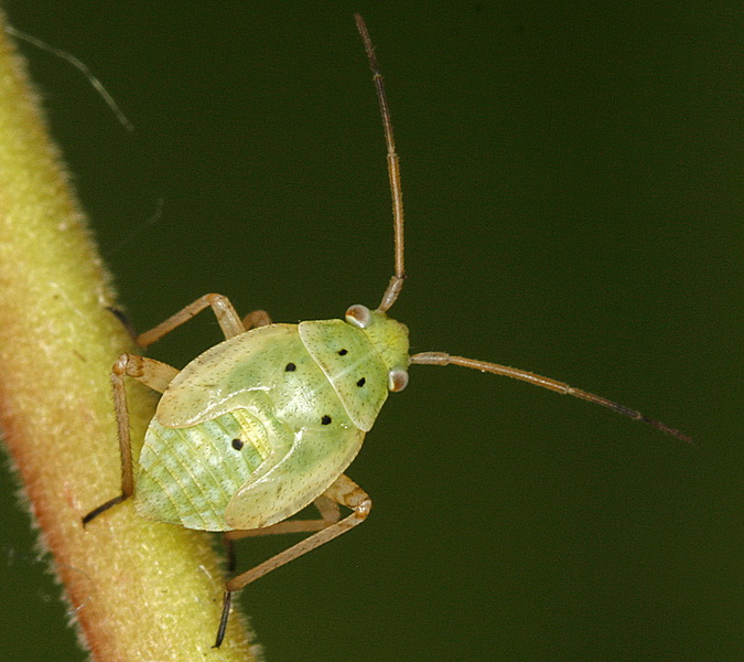 Lygus rugulipennis